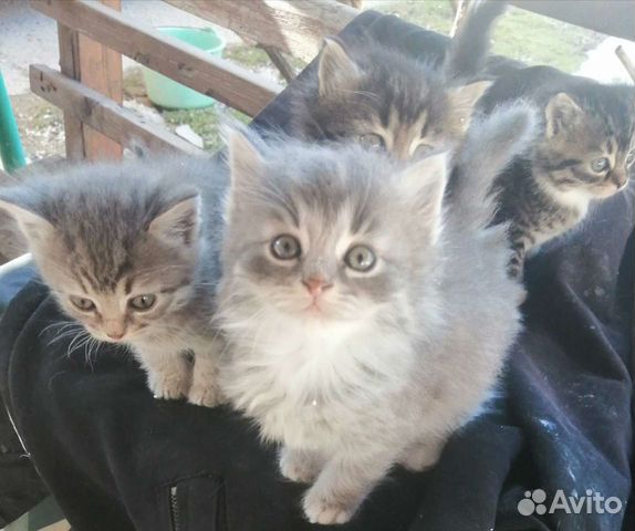 Британские котята