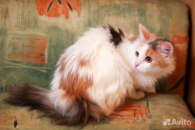 Кошку выбросили в заклеенной скотчем коробке