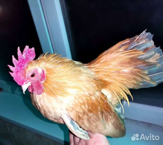 Куры. Малазийская серама