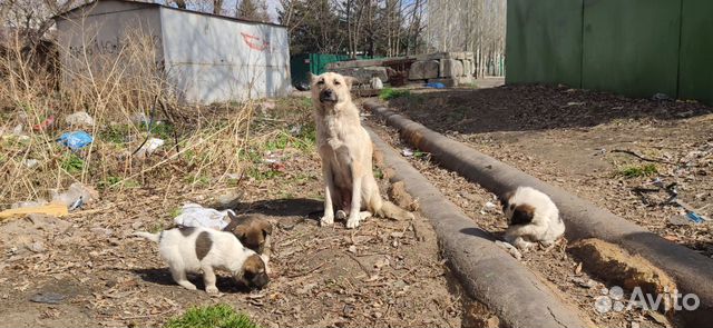 Щеночки в добрые руки:)