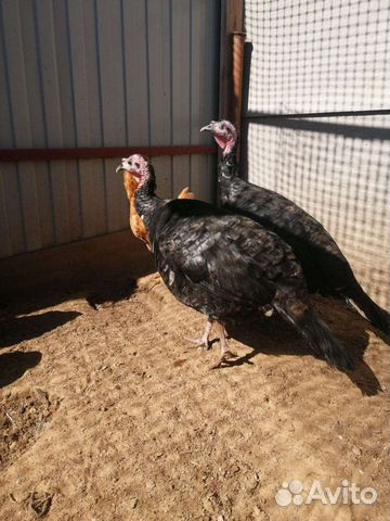 Индюки индюшки индейки