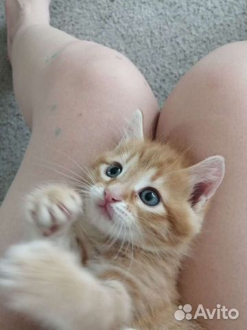 Рыжий котенок мальчик