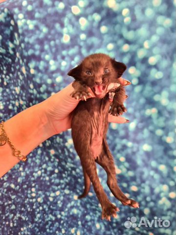 Шикарные ориентальчики с документами