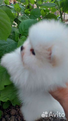 Супер померанские мишки