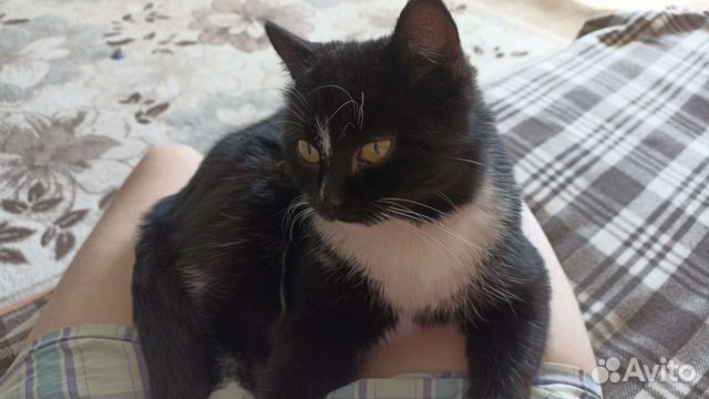 Кот в добрые руки