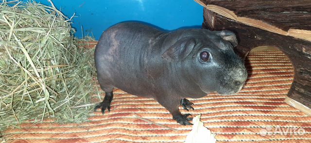 Морская свинка скини(мальчик)