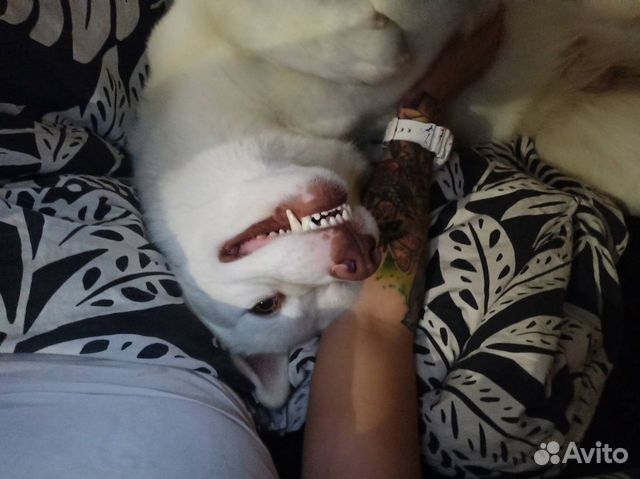 Белоснежный хаски