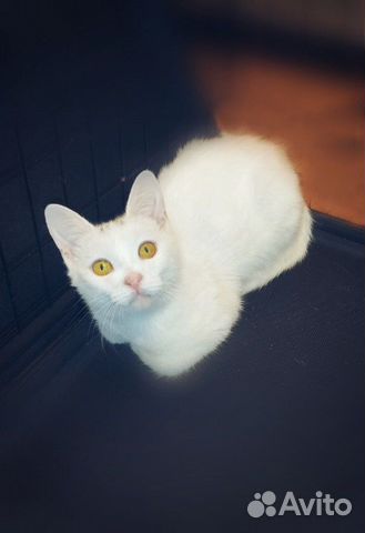 Кошка белая в добрые руки бесплатно в дар