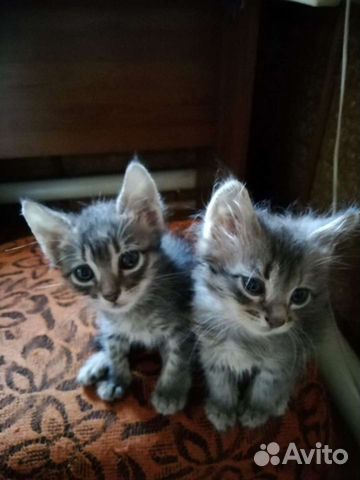 Котята в дар