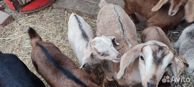 Нубийские козлята