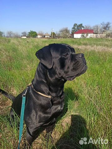 Кане Корсо вязка