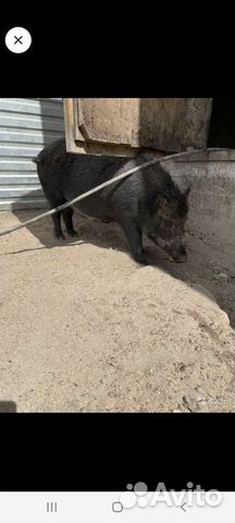 Дикие свиньи