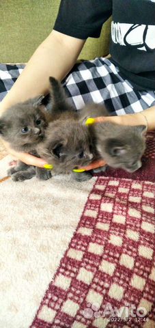 Котята Русская голубая