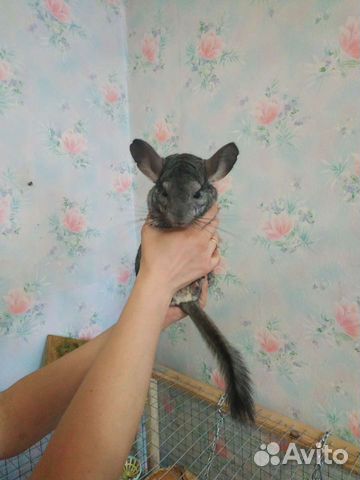 Шиншиллы