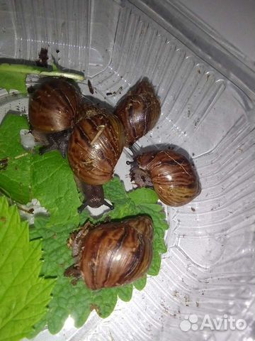 Ахатина тигр