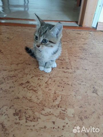 Котёнок