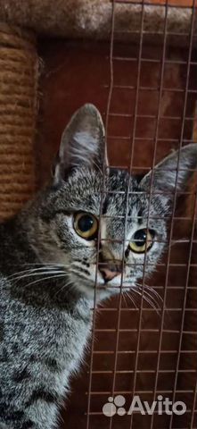 Лизонька ищет дом