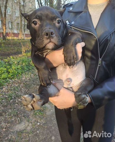 Американский булли покет кобель