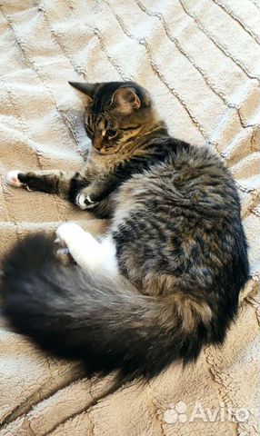 Кошка