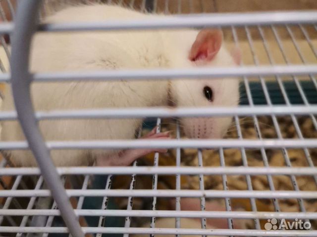 Крыса дамбо