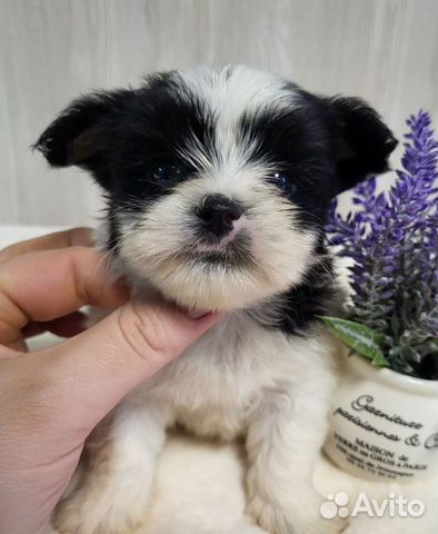Мальчик красавчик