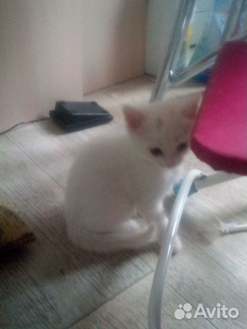 Котята от охотницы,ловит от медведок до крыс