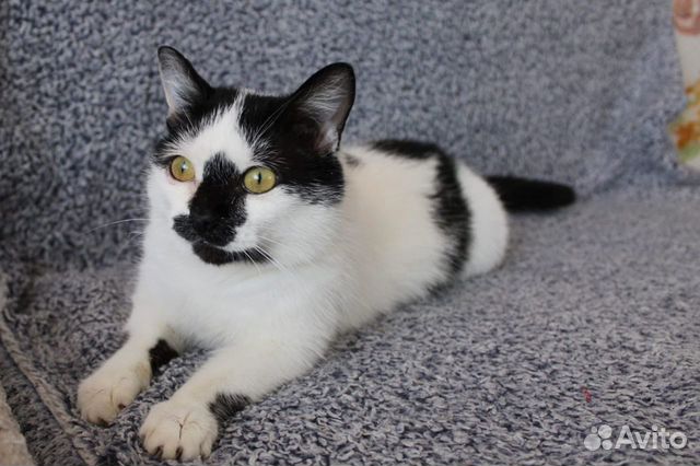 Кошка с изюминкой