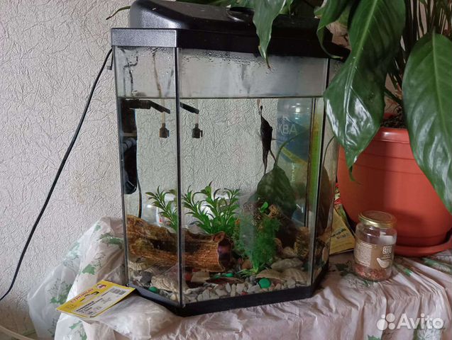 Аквариум с рыбкой