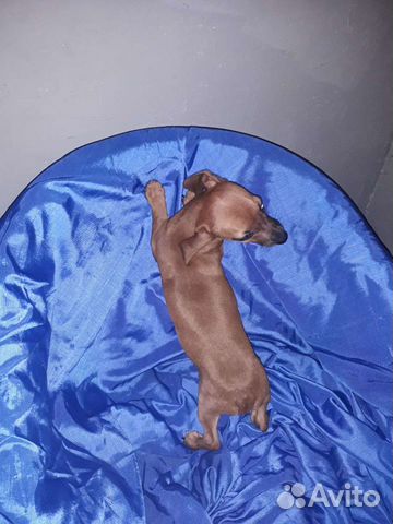 Цверг пинчер