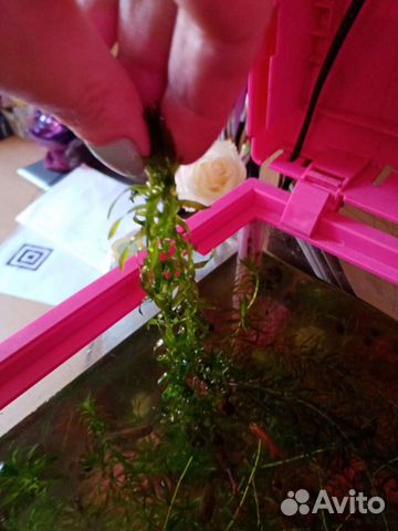 Водоросли элодея