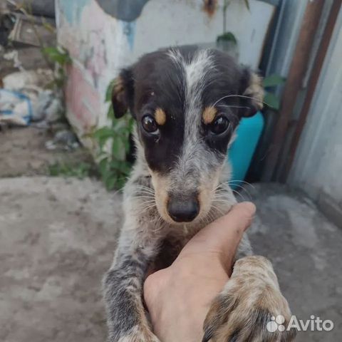 Собака