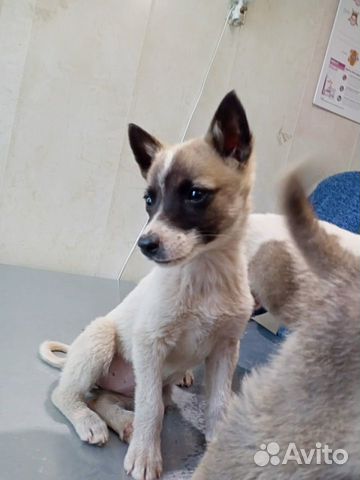 Хорошие щенки в добрые руки