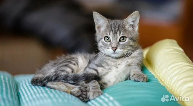 Кошки бесплатно