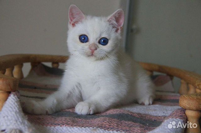 Сапфир золотой шиншилла пойнт