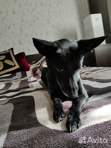 Ксолоитцкуинтли пуховка ищет дом