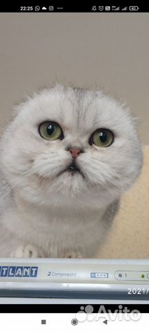 Скоттиш-фолд, серебристая шиншилла