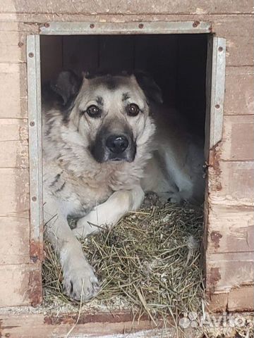 Пёс Серый Дружок