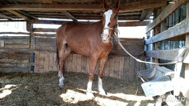 Лошади+ крс