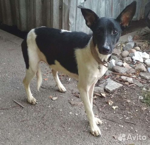 Хатико чей Собачка потеряшка ждёт