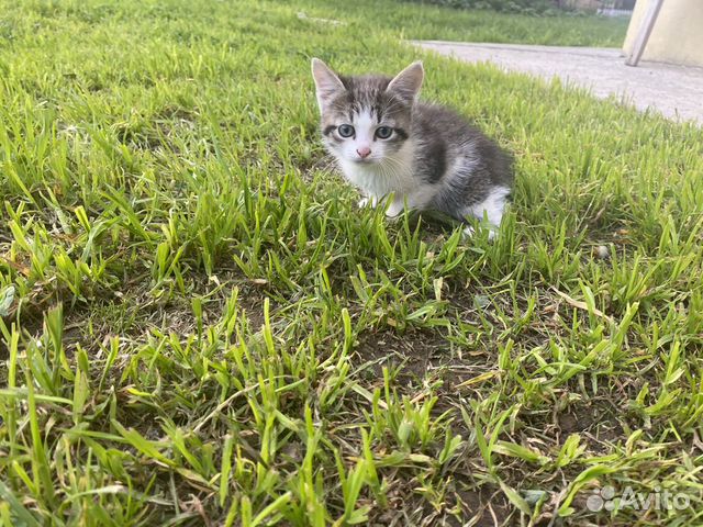 Котенок
