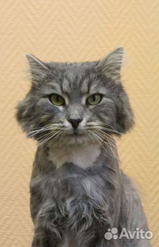 Хозяйка хочет усыпить кота из за аллергии