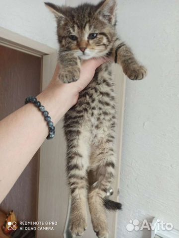 Котенок Майя 2 мес. в добрые руки