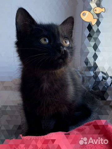 Котенок добрый Барсик