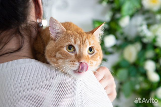Рыжий гладкошерстный кот