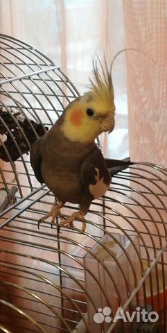 Попугай корелла самец