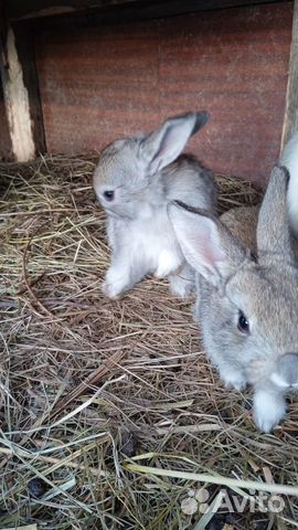 Кролики чистая советская шиншилла и помесь