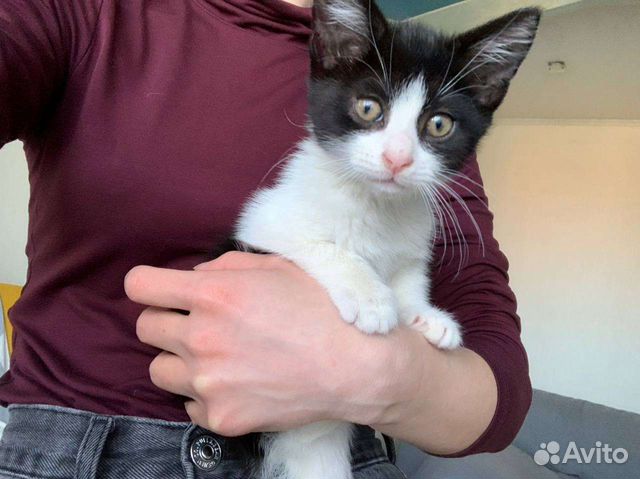 Котенок-мальчик 1.5-2 месяца в добрые руки