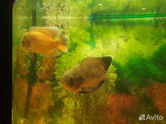 Астронотусы