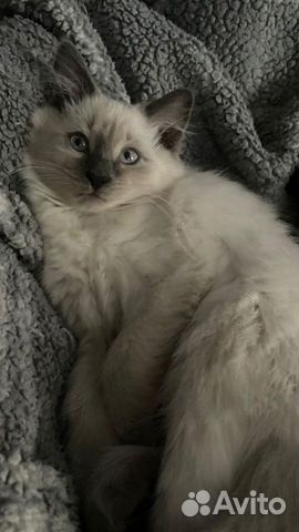 Невская маскарадная