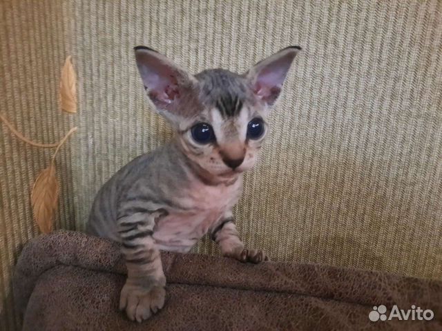 Донской сфинкс велюр